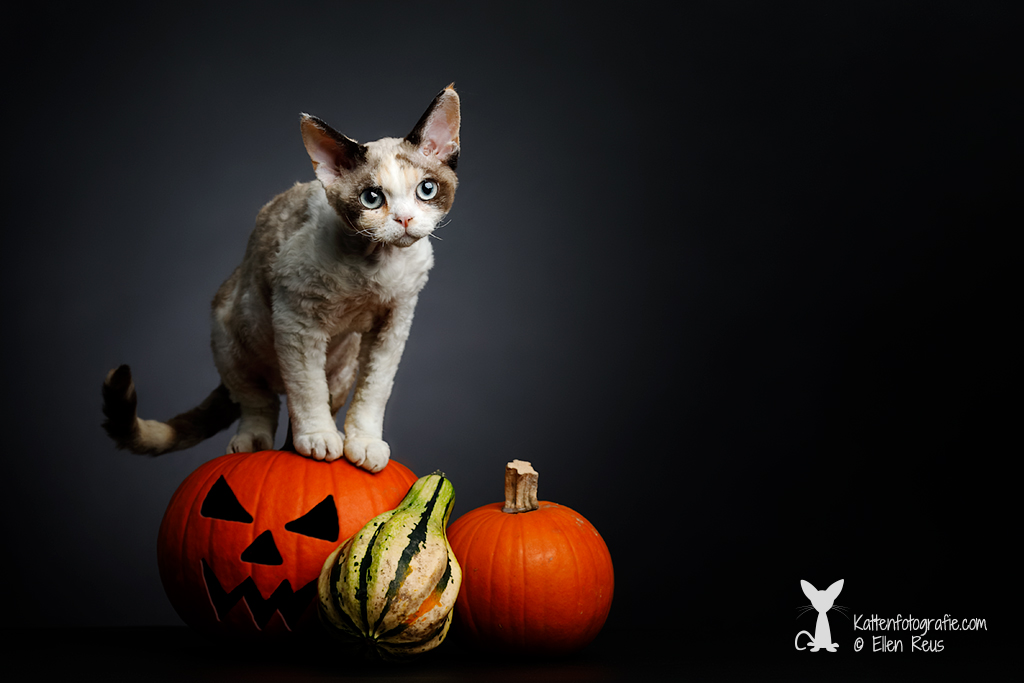 Family Suit – Welkom bij Kattenhotel Ooijevaar